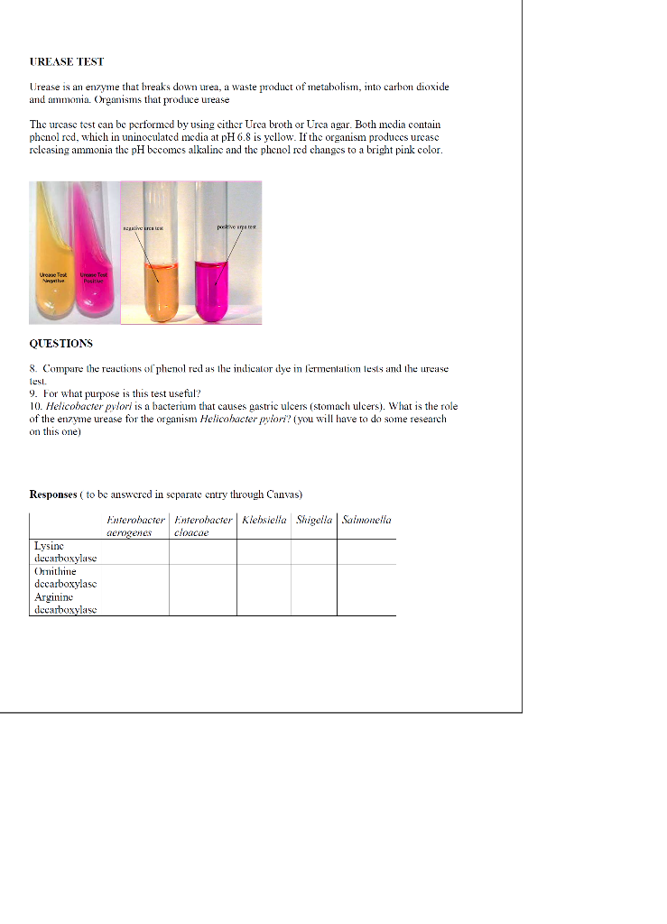 Solved UREASE TEST Urease is an enzyme that breaks down | Chegg.com