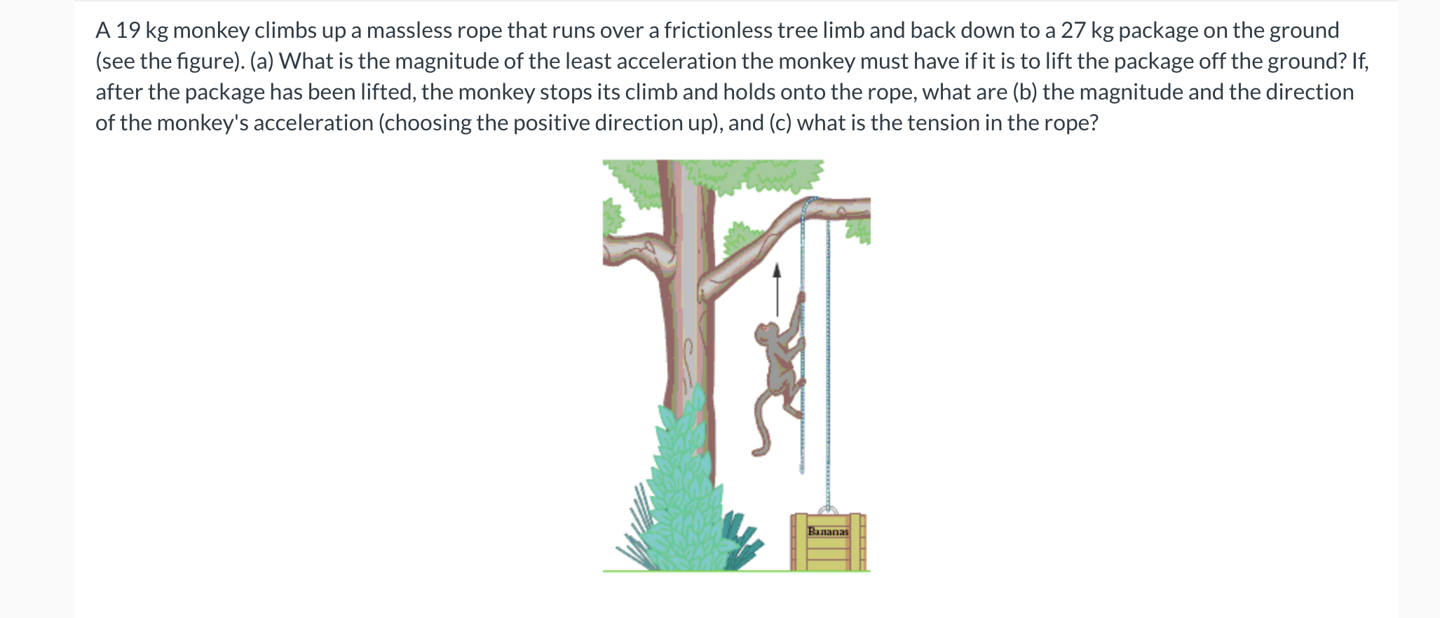 Solved A 19 kg monkey climbs up a massless rope that runs | Chegg.com