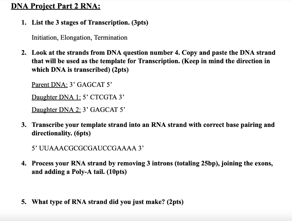 Solved 1. List the 3 stages of Transcription. (3pts) | Chegg.com