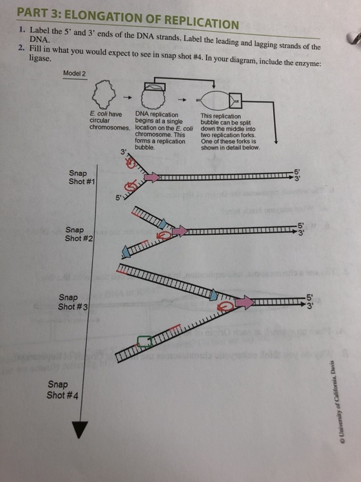 Solved 2. What functional group on ANY nucleotide can tell | Chegg.com
