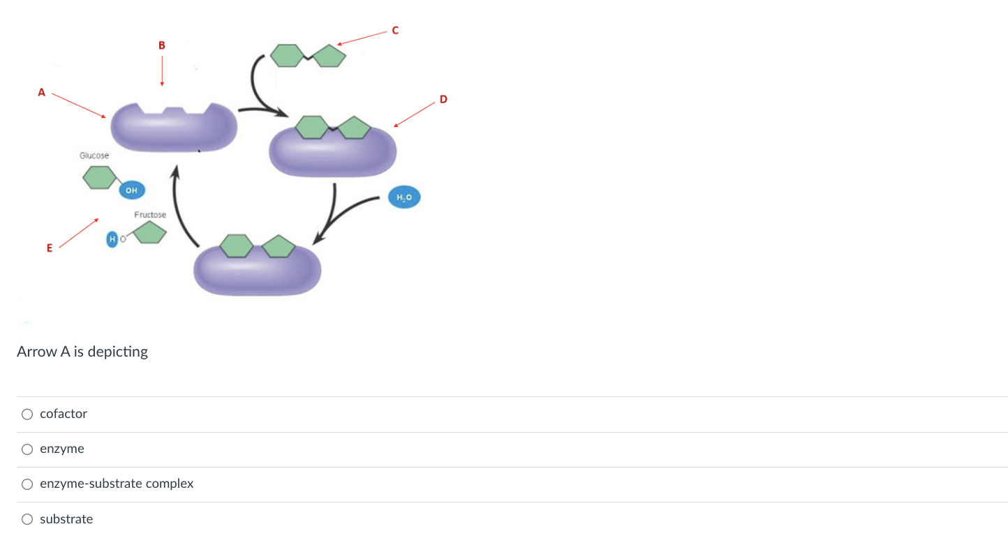 Solved Arrow A is depicting cofactor enzyme enzyme-substrate | Chegg.com