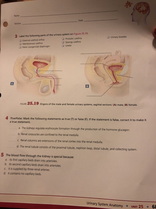 Solved Name Date Section 3 Label the following parts of the | Chegg.com
