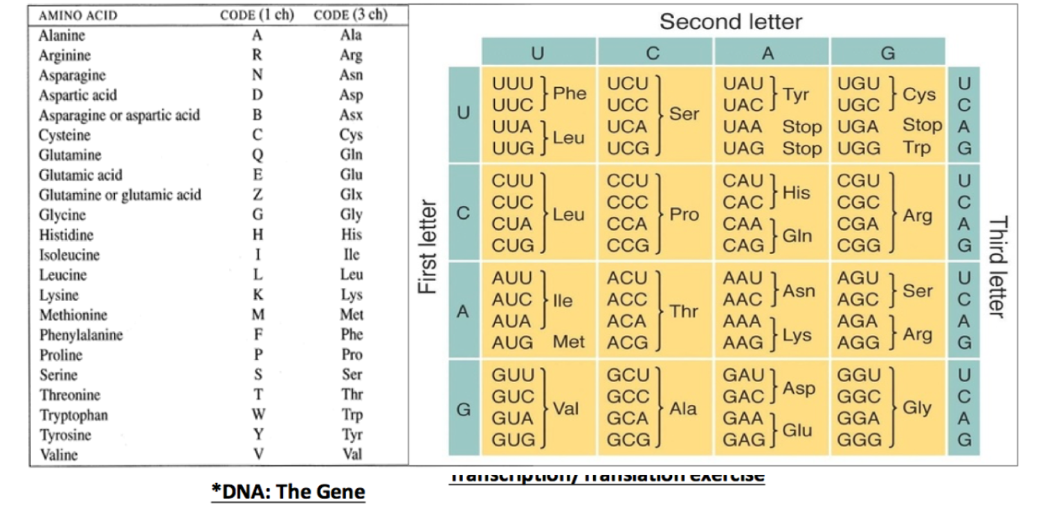 Solved *DNA: The Gene | Chegg.com