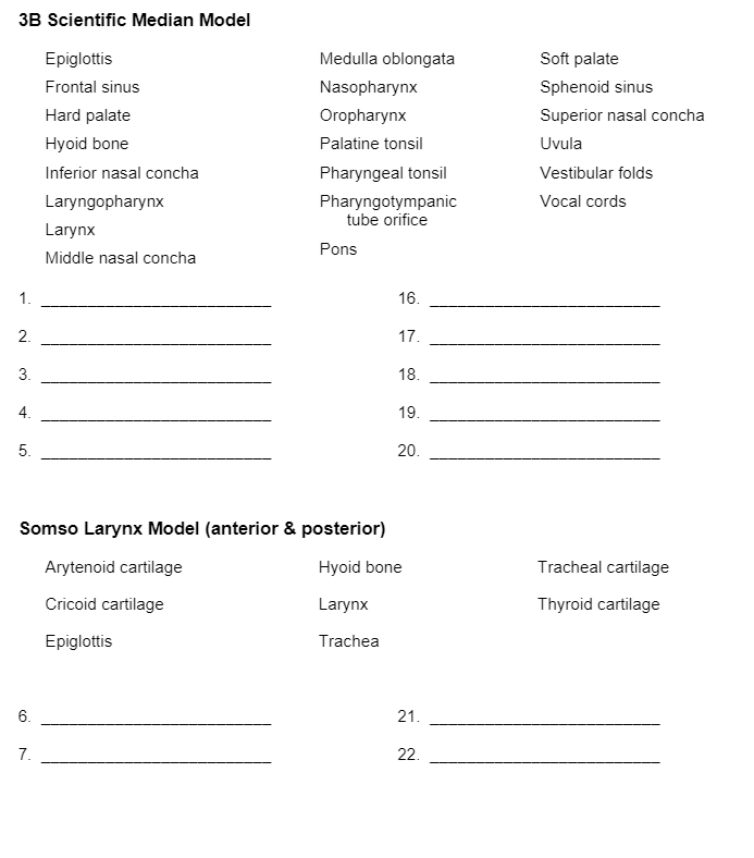 Solved 3B Scientific Median Model Epiglottis Frontal sinus | Chegg.com