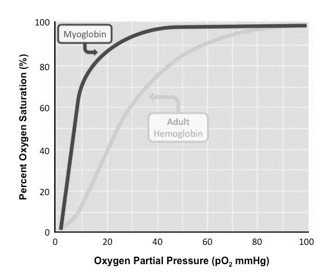 Solved Oxygen Partial Pressure (pO2mmHg )16. For hemoglobin, | Chegg.com