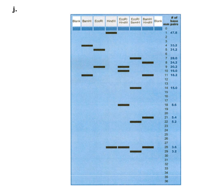Solved h. Blank EcoRI BamHI BamHI BamHI Hindill EcoRI Psti | Chegg.com