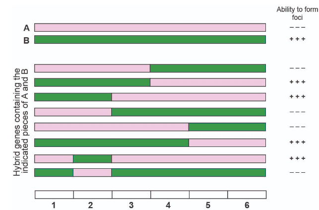 Solved DNA sequence ("v-Spry") from a virus that caused | Chegg.com