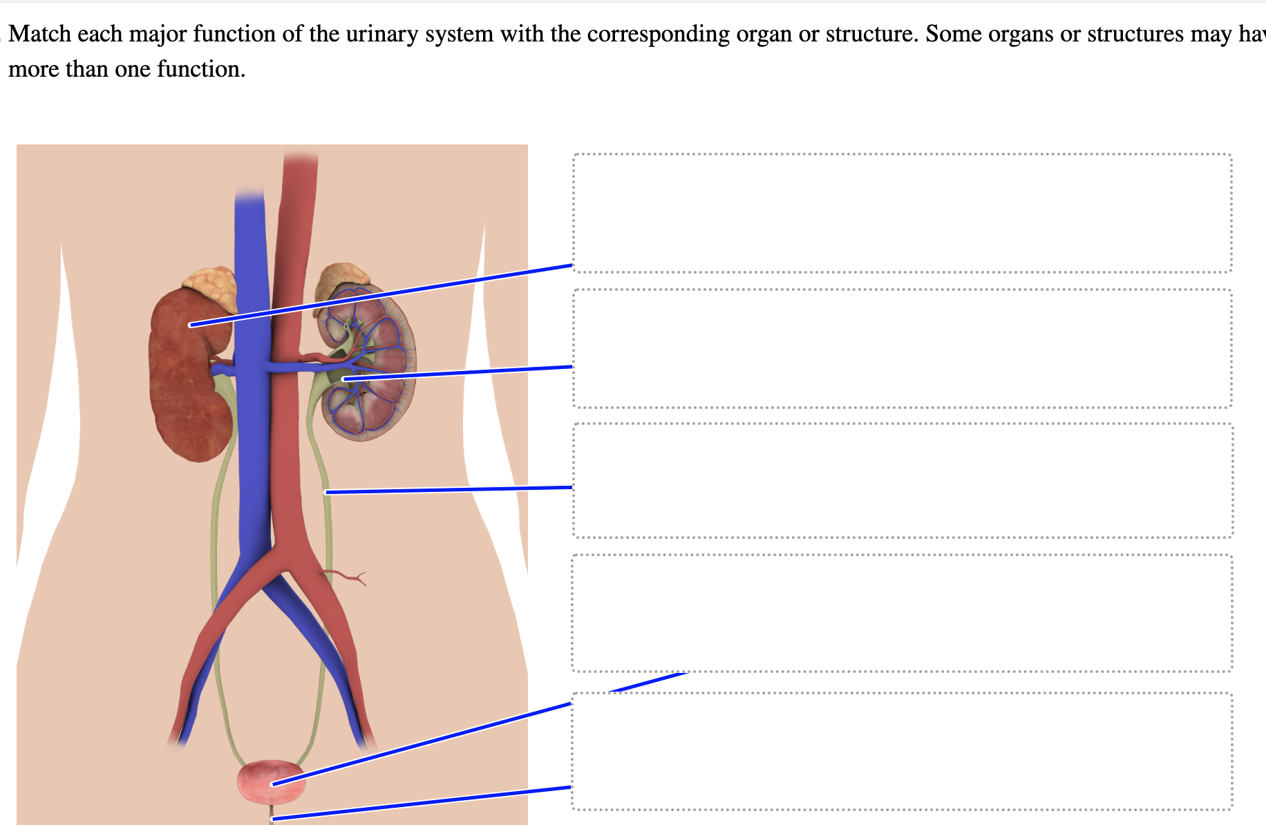 Urinary System Organs And Their Functions