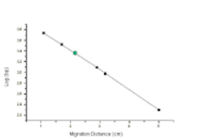 Once you see the DNA migration, relative to the | Chegg.com