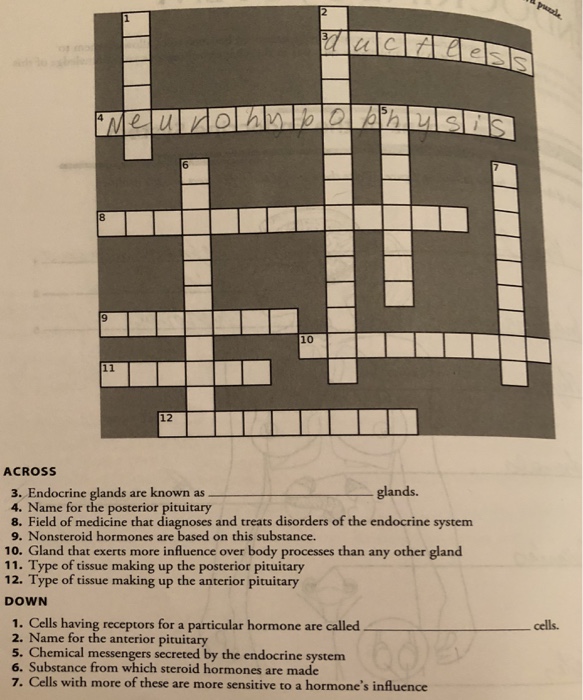 Solved 10 12 ACROSS glands 3. Endocrine glands are known as | Chegg.com