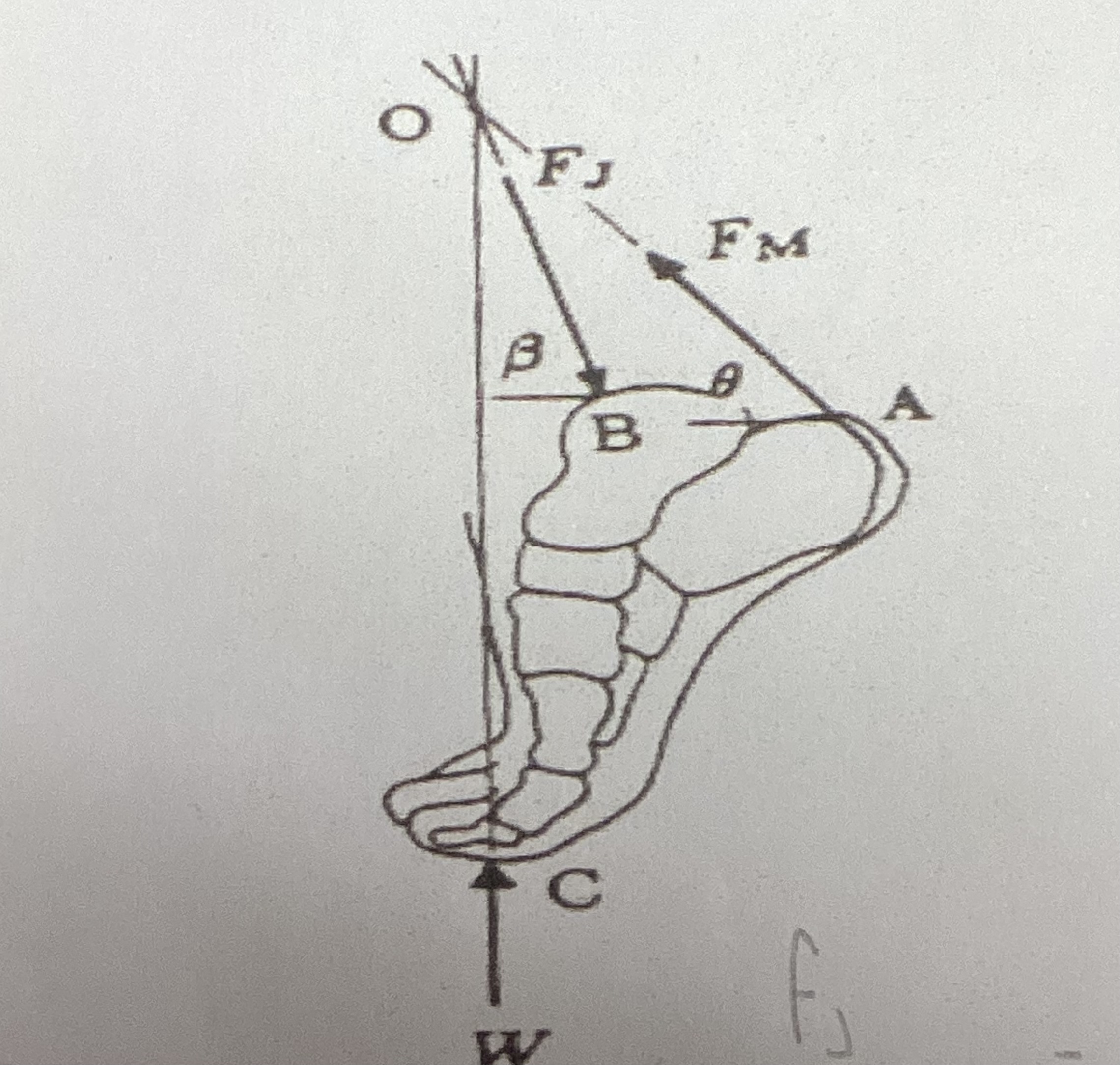 Solved Consider a person standing on tiptoe on one foot. W | Chegg.com