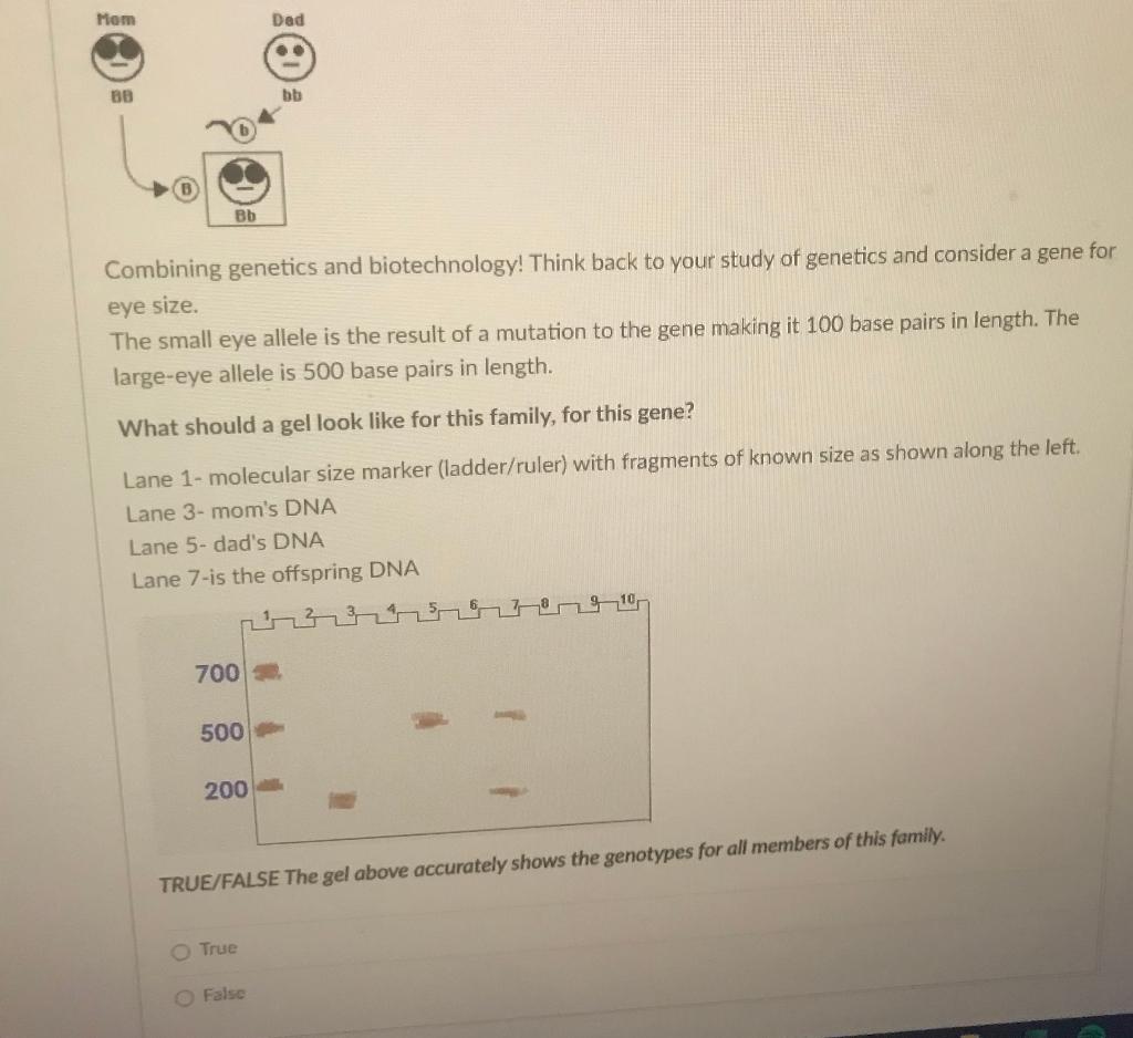 Solved Mom Dad BB bb Bb Combining genetics and | Chegg.com