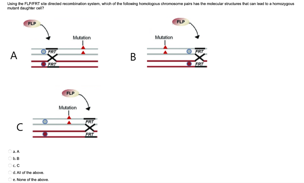Solved Using the FLP/FRT site directed recombination system, | Chegg.com