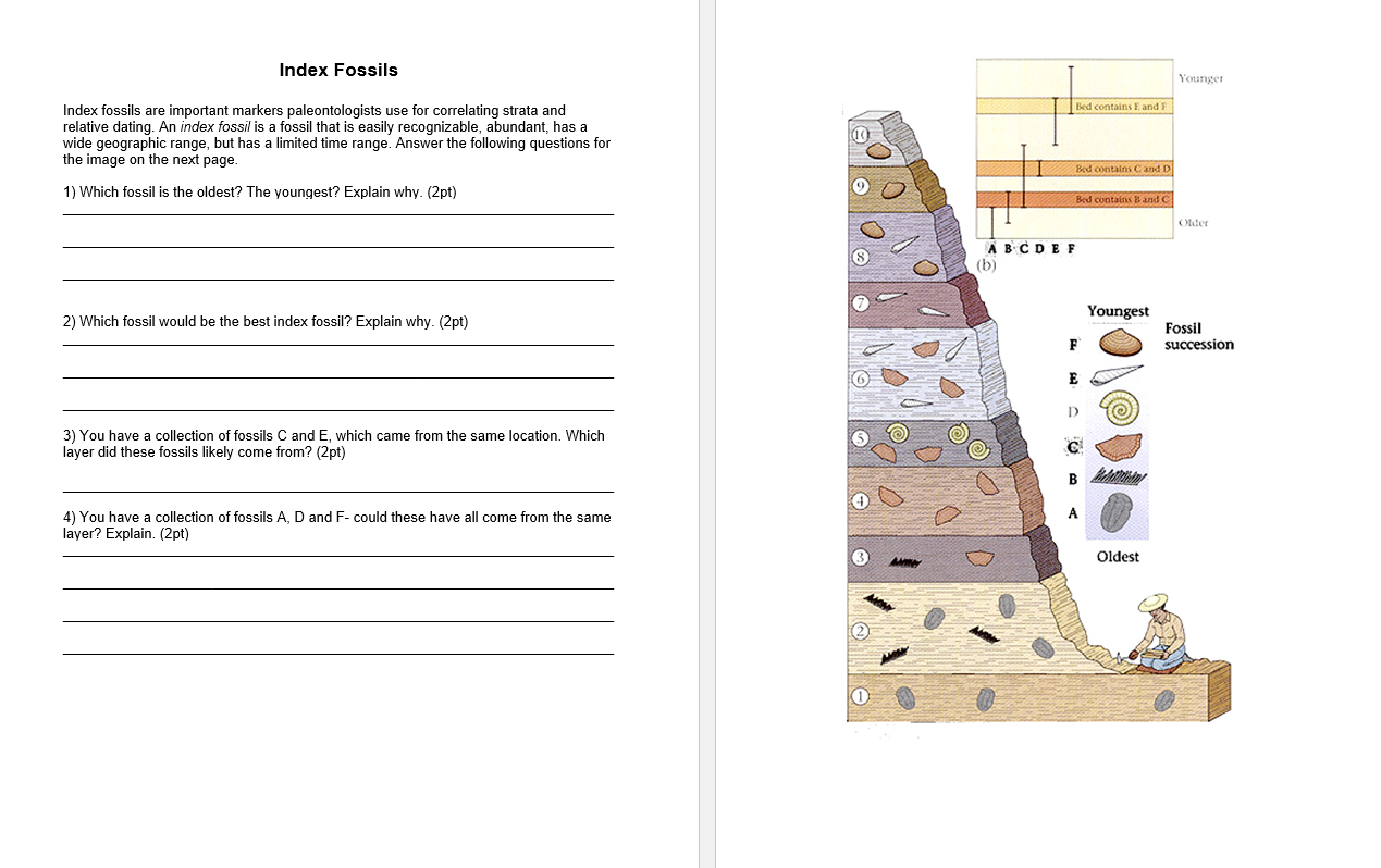 Solved Index Fossils Younger Bed contains and Index fossils | Chegg.com