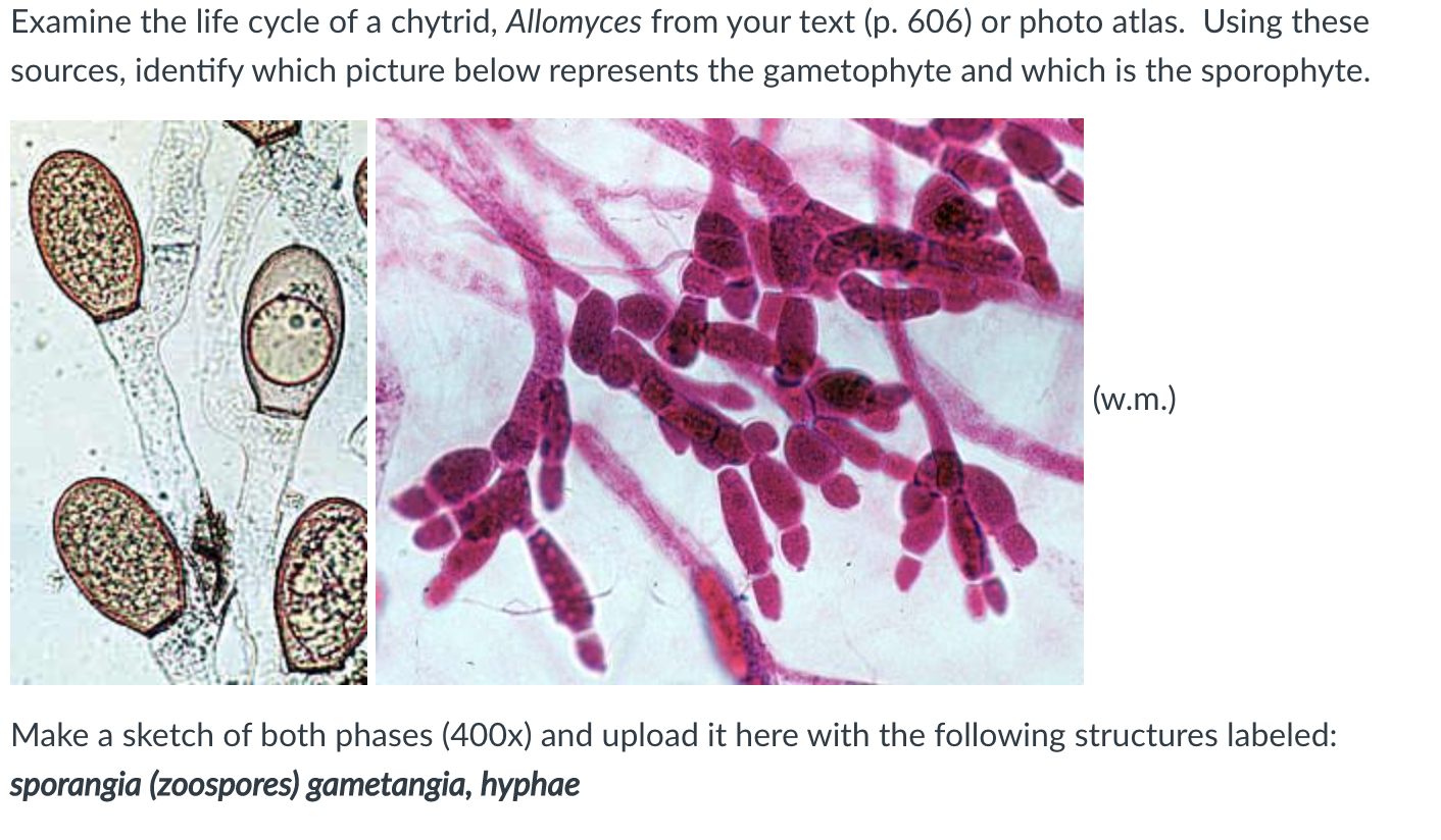 Solved Examine the life cycle of a chytrid, Allomyces from | Chegg.com