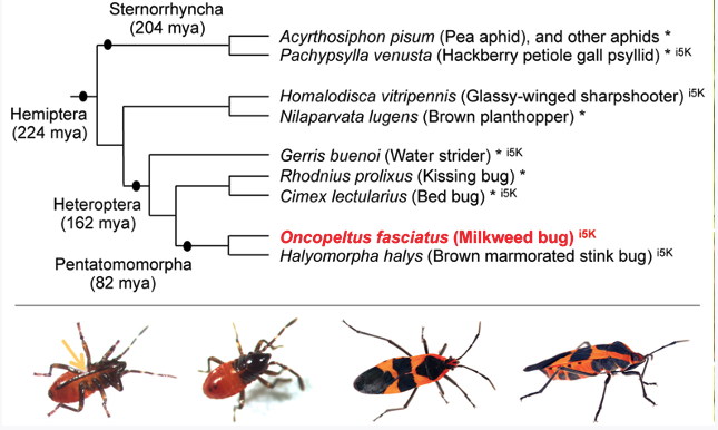 Solved Use the Insect Phylogenetic tree (above) to answer | Chegg.com