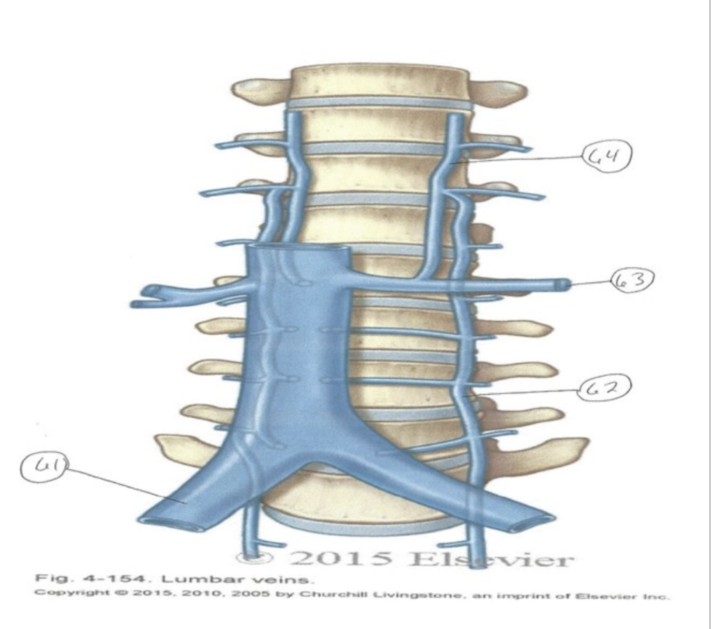 Solved Cy () 2015E1 ger Fig. 4-154. Lumbar veins Copyright | Chegg.com