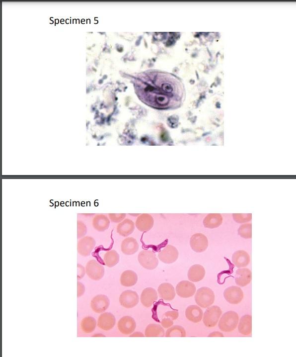 Solved Specimen 1 Specimen 2 \}2Specimen 3 SpecSpecimen 5 | Chegg.com