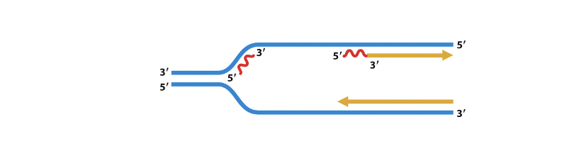 Solved DNA replicationa. Why is one daughter strand is | Chegg.com