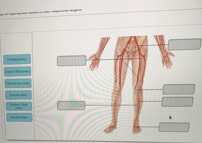 Solved Popliteal artery Anterior tibial artery External | Chegg.com