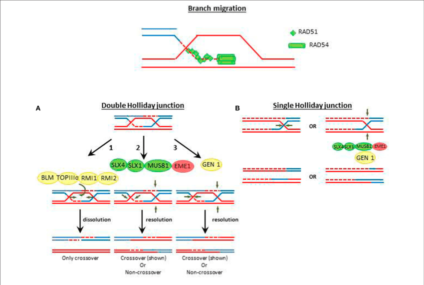 On the bottom left is double holiday junction | Chegg.com