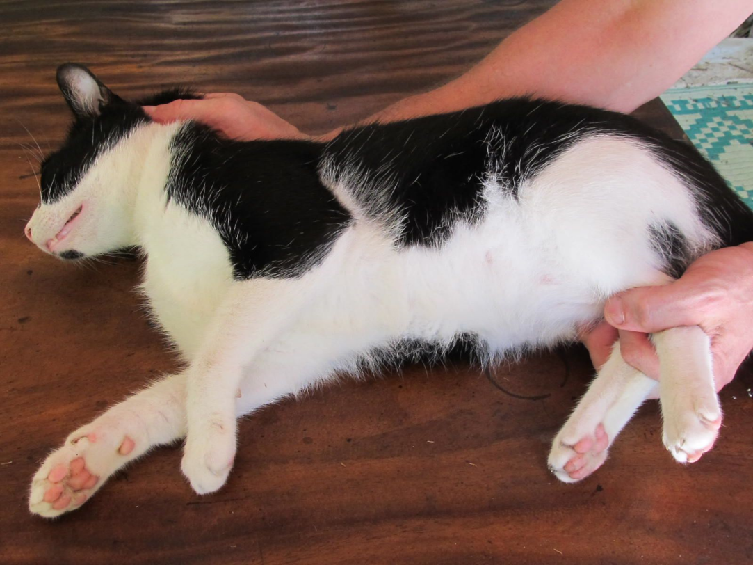 Lateral Recumbent Cat