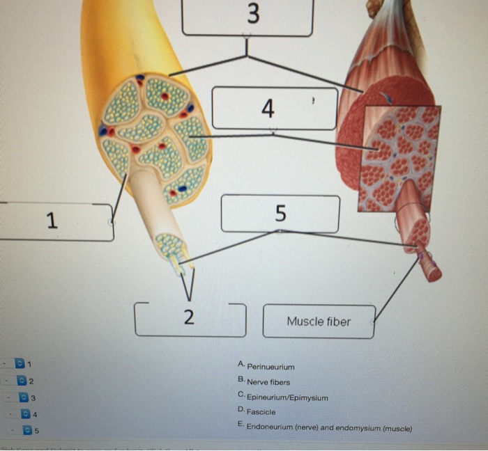 Solved 4 2 Muscle fiber Perinueurium B. Nerve fibers | Chegg.com