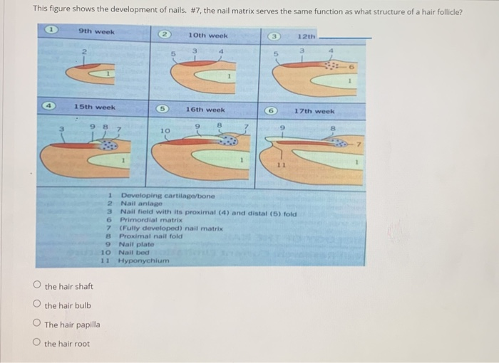 Solved This figure shows the development of nails. #7, the | Chegg.com