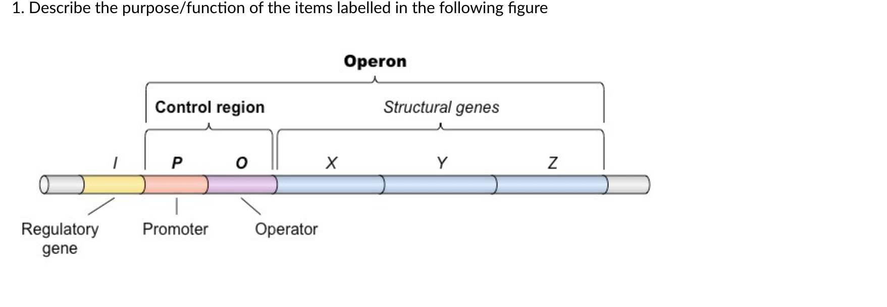 Solved 1. Describe the purpose/function of the items | Chegg.com
