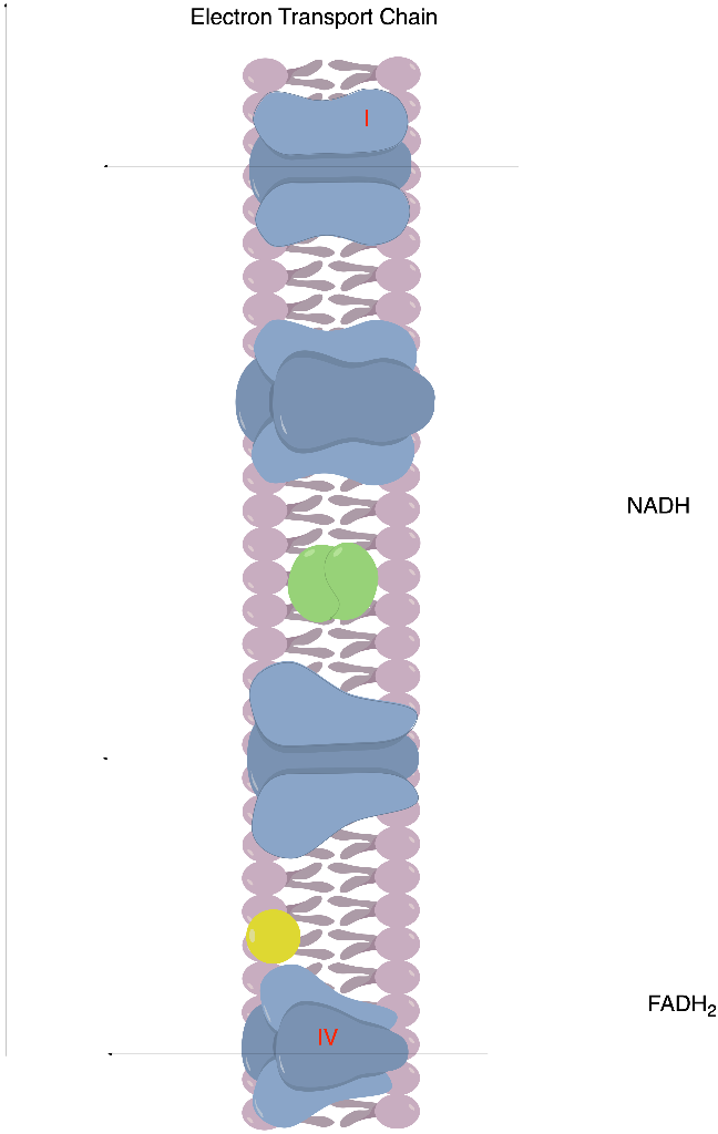 Solved 1a. List the 6 enzymes involved in the electron | Chegg.com