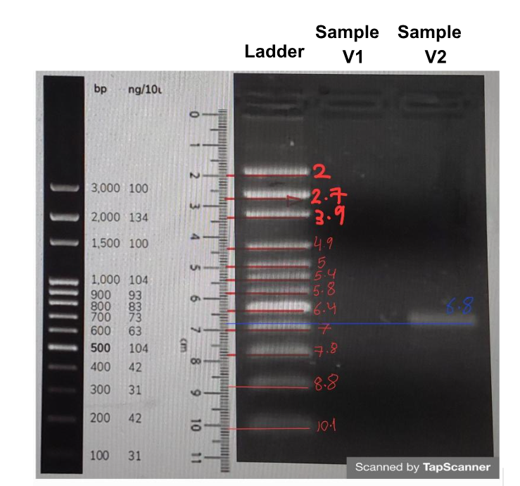 Solved Sample Sample Ladder V1 V2 | Chegg.com