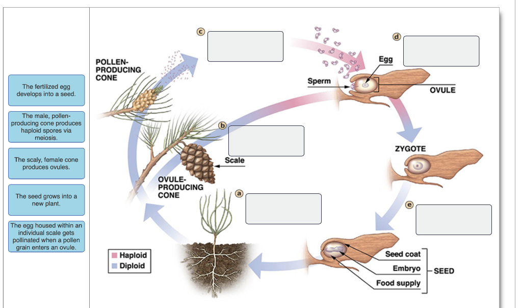 Solved Egg POLLEN PRODUCING CONE 8 9炉 Sperm The fertilized | Chegg.com