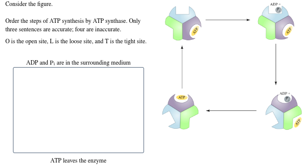 Solved Consider the figure Order the steps of ATP synthesis | Chegg.com