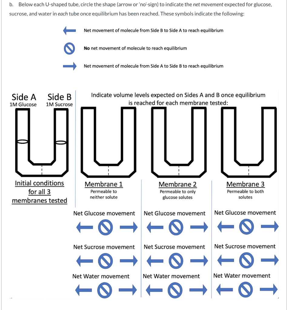Solved b. Below each U-shaped tube, circle the shape (arrow | Chegg.com