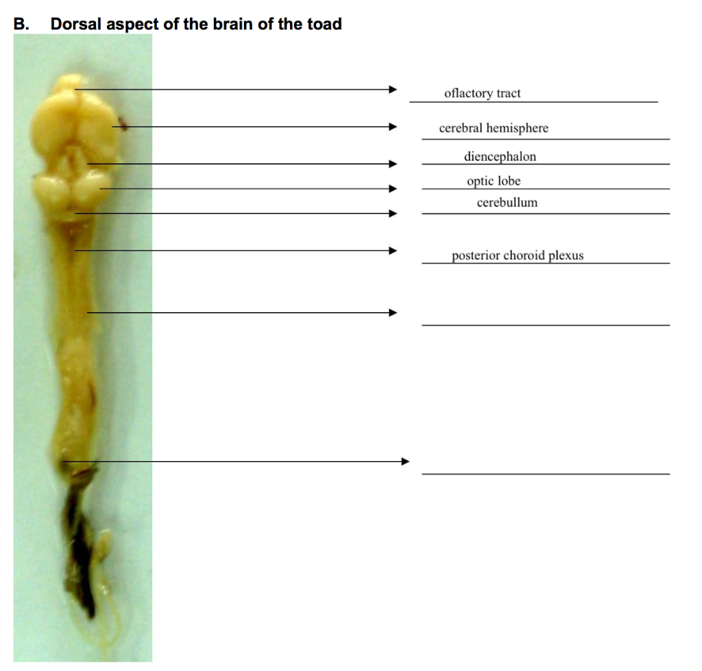 Solved B. Dorsal aspect of the brain of the toad oflactory | Chegg.com
