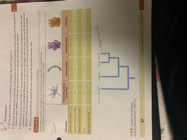 Solved Procedure 1 Use the data in Table 5-2 to complete the | Chegg.com