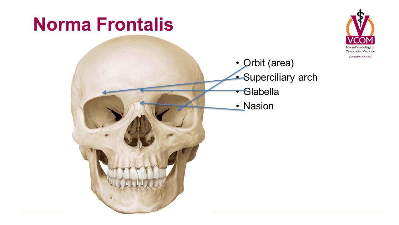 Superciliary Arch