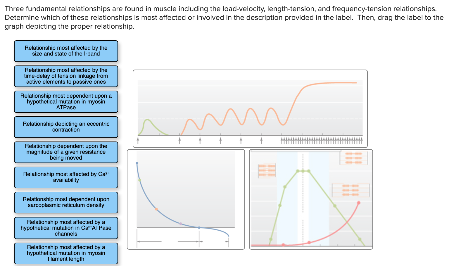 Solved Three fundamental relationships are found in muscle | Chegg.com