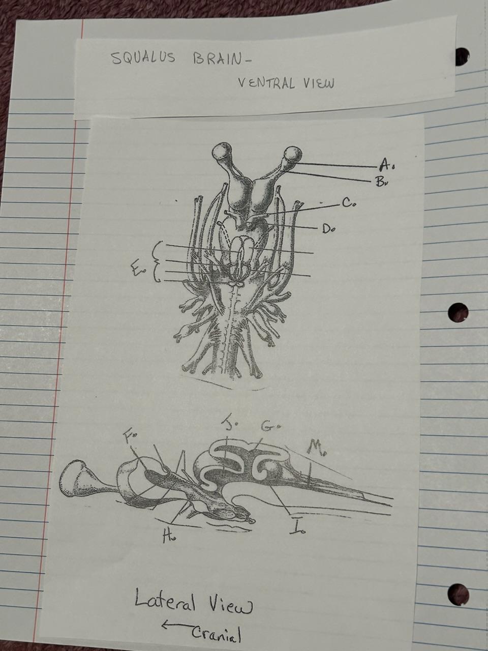 Solved I need help labeling these structures “squalus brain | Chegg.com