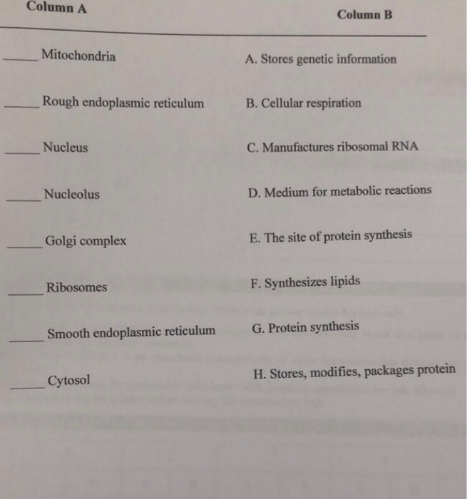 Solved Column A Column B Mitochondria A. Stores genetic | Chegg.com