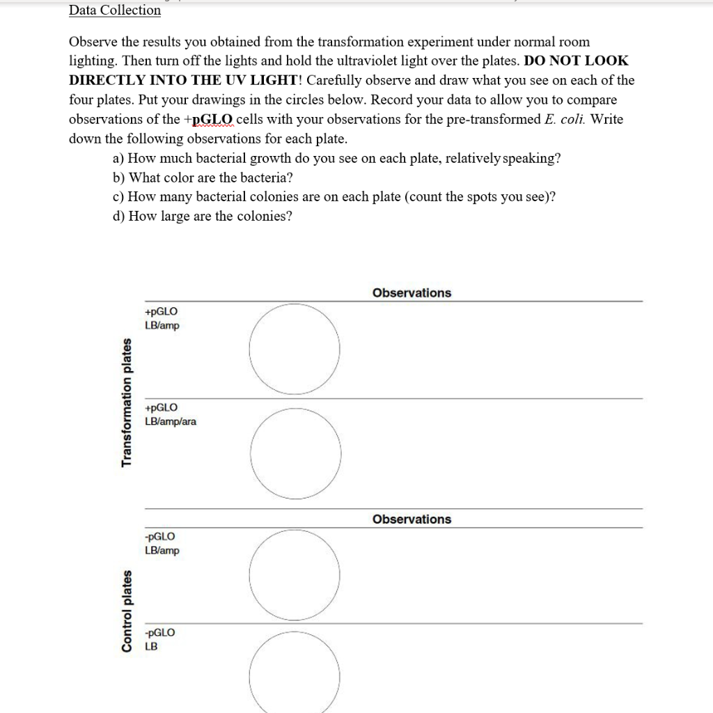 ANSWERS FOR OBSERVATIONS: +pGLOW LB/amp= Shows | Chegg.com