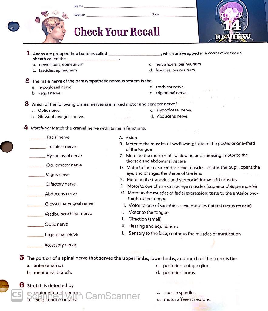 Solved Name Section Date Check Your Recall 1 Axons are | Chegg.com