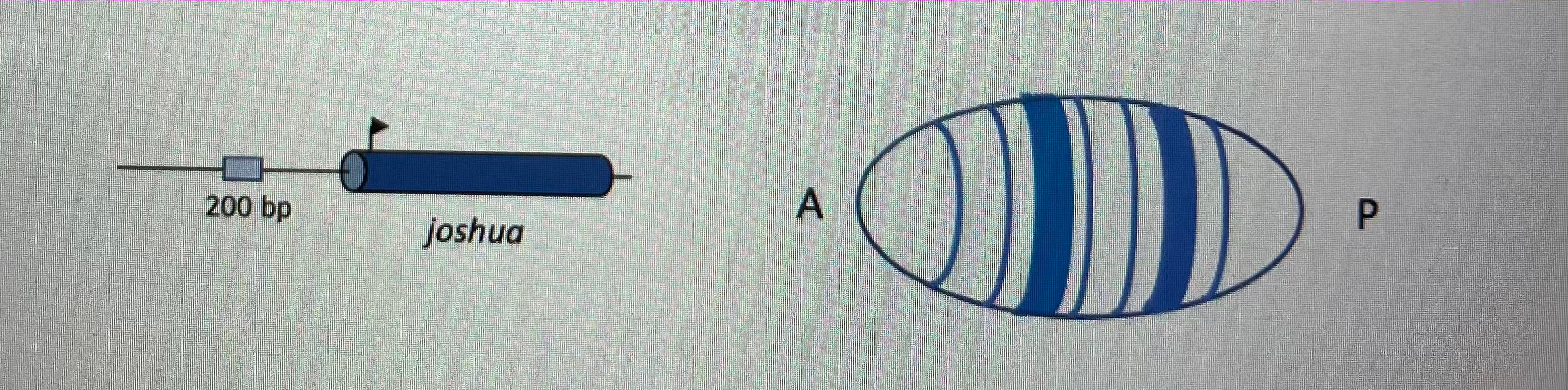 Solved Joshua is a gene involved in anterior | Chegg.com