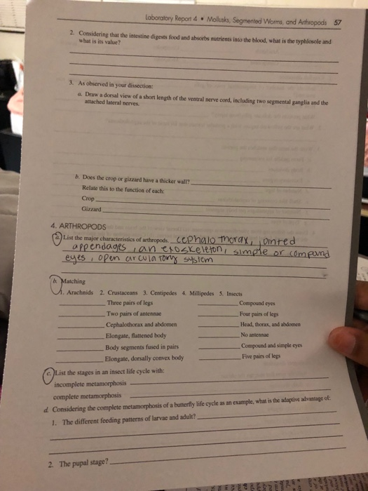 Solved Loboratory Report 4 Mollusks, Segmented Worms, and | Chegg.com