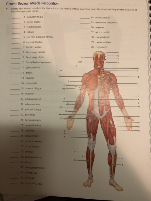 Solved General Review: Muscle Recognition 11. Identify each | Chegg.com Solved General Review: Muscle Recognition 11. Identify each | Chegg.com