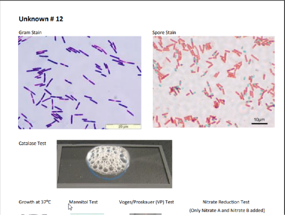 Solved Biochemical Unknown (50 points) Name: Batool Alansari | Chegg.com