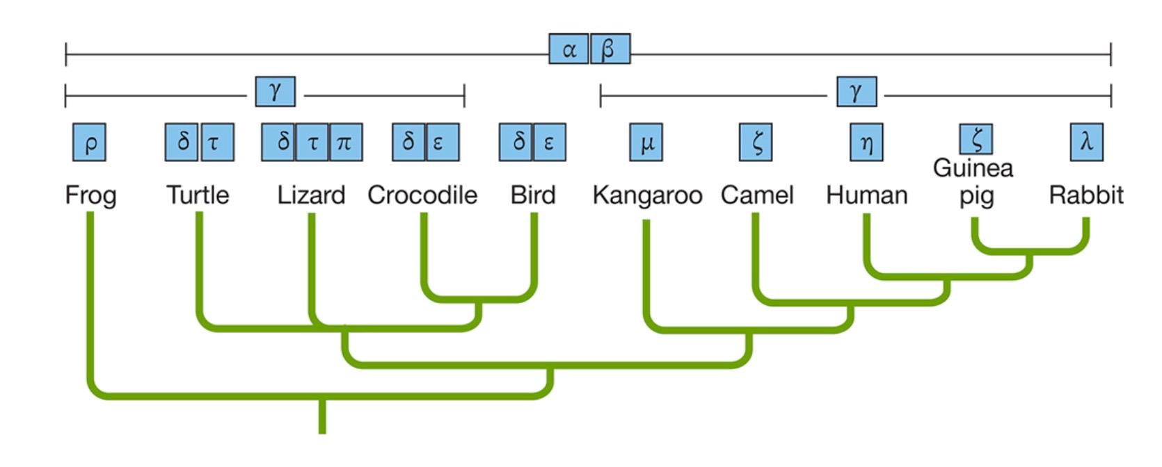 Solved 1. Consider the phylogenic tree below with one gene | Chegg.com