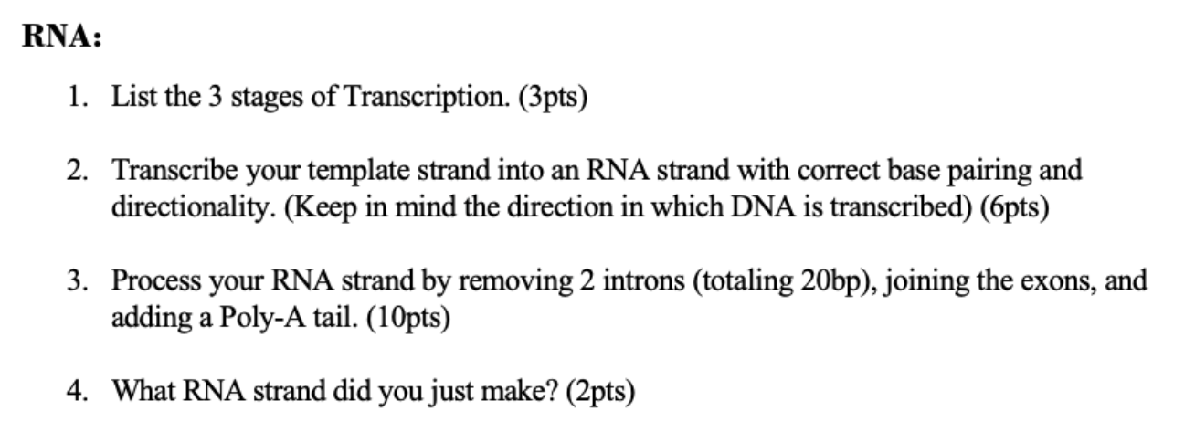 Solved RNA: 1. List the 3 stages of Transcription. (3pts) 2. | Chegg.com