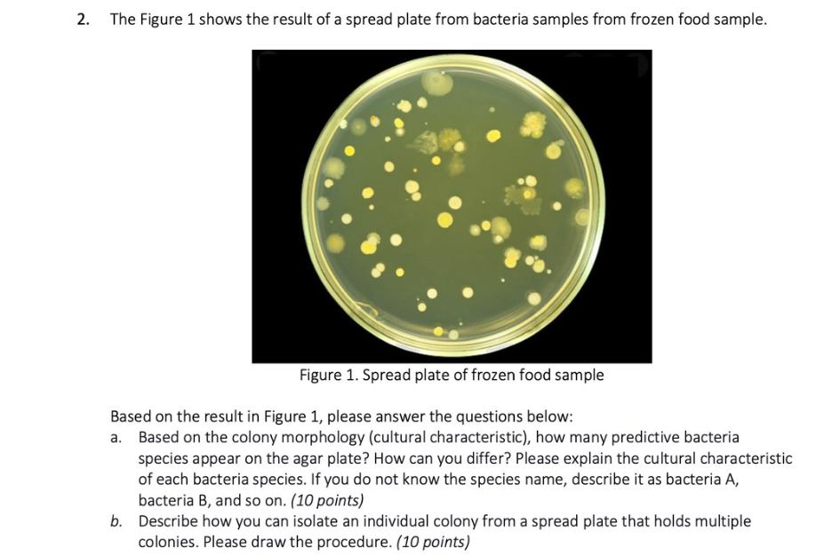 Solved 2. The Figure 1 shows the result of a spread plate | Chegg.com