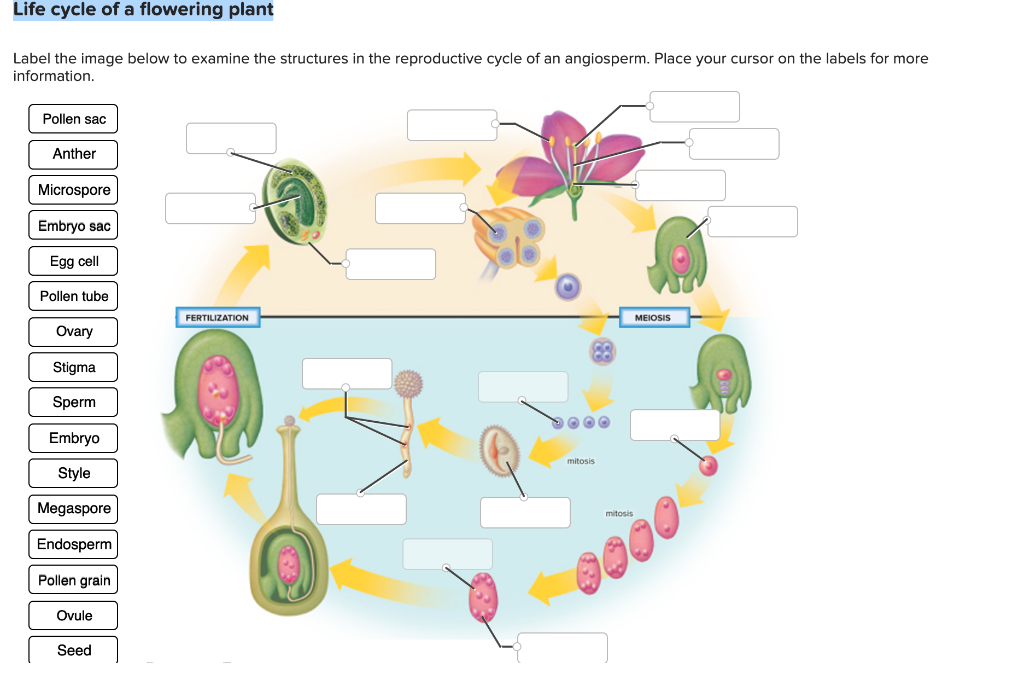 Solved Label the image below to examine the structures in | Chegg.com